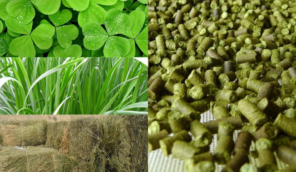 Cost Differences Between Mobile and Stationary Grass Pellet Machines ...